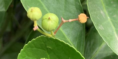 Tree Dataset Of Urban Street Classificationfruit Kaggle