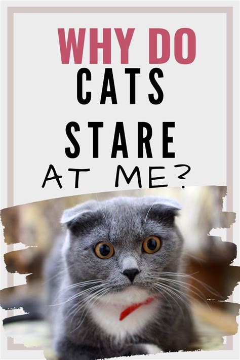 Discover 40 Cat Behaviour Explained And Cat Behavior Ideas On This