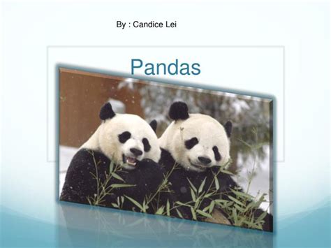 Ppt Pandas Powerpoint Presentation Free Download Id2673573