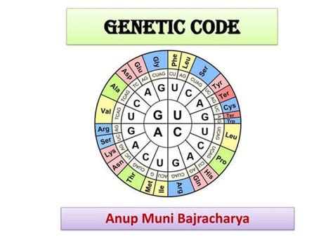 Genetic Code Ppt Ppt