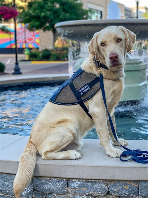 How Diabetes Service Dogs Can Help With Your Diabetes Milk And Honey