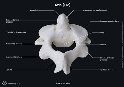 Cervical Vertebrae Anatomyapp