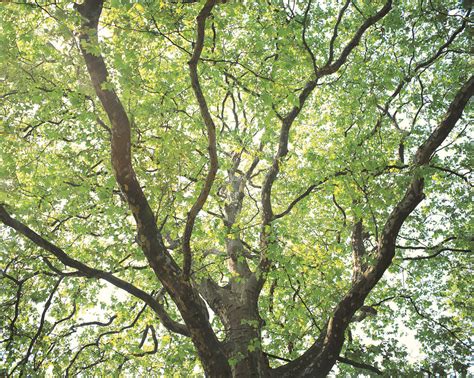 How To Fill The Crotch Of A Splitting Tree