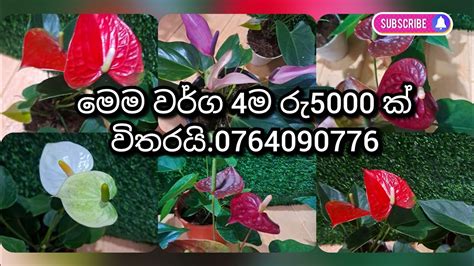 1134👉මේ ලස්සනම මල් පිරුනු ගස් ඔක්කොම රු5000 ක් පමනි අවශ්‍ය අය කතා කරන්න අපිට 0764090776 ☎️☎️