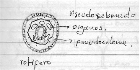 Invertebrados Invertebrados