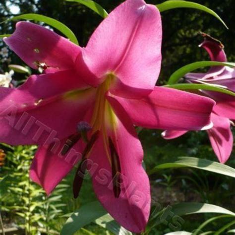 Lily Lilium Profundo In The Lilies Database