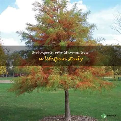 The Longevity Of Bald Cypress Trees A Lifespan Study ShunCy