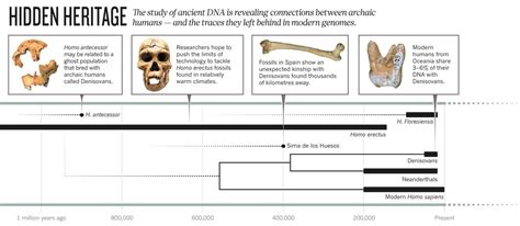 How To Know How Much Neanderthal Dna You Have Scoszd