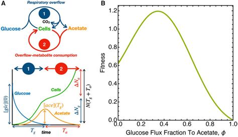 Modeling The Fitness Consequences Of Biphasic Growth For E Coli A Download Scientific