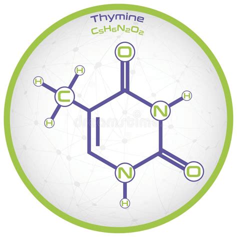 Infographic Of The Molecule Of Thymine Stock Vector Illustration Of Compound Composition