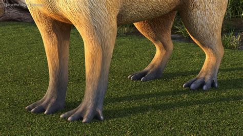 Capybara 3d Model 99 3ds Blend C4d Fbx Max Ma Lxo Obj Free3d