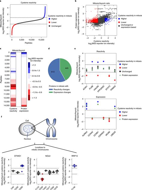 Cysteine Reactivity Profiling Of Mitotic And Asynchronous Cells A Download Scientific Diagram