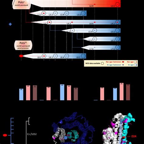 Whole Genome Sequencing WGS Of Evolved Lineages And Download Scientific Diagram