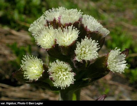 Petasites Frigidus