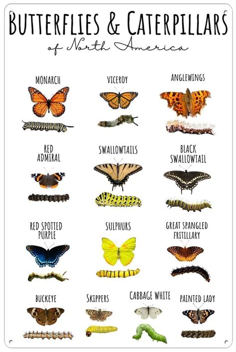 Retro Metal Tin Sign 8x12 Inches Sizes Butterflies Caterpillars North