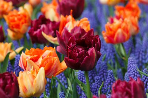Purple And Orange Tulips Free Stock Photo Public Domain Pictures