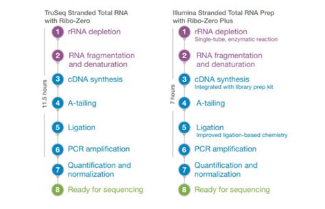 Illumina Stranded Total Rna Prep View The Entire Transcriptome