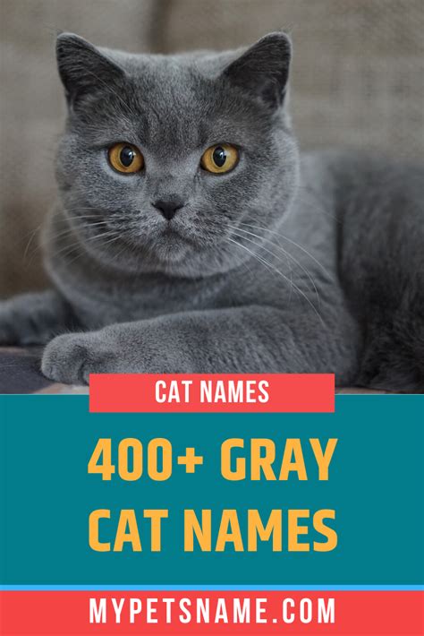 Gray Cat Names Grey Cat Names Grey Kitten Names Cat Names