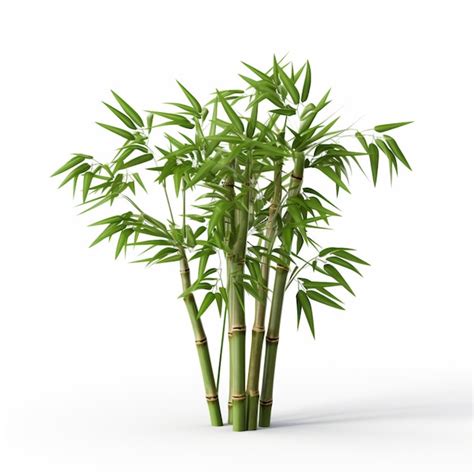 Premium Photo Photo Branches Of Bamboo Isolated On White Background