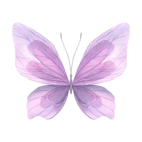 1400 Purple Butterfly Clipart Stock Illustrations Royalty Free
