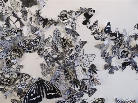 Moth Migration Project Guest Post By Hilary Lorenz National Moth Week