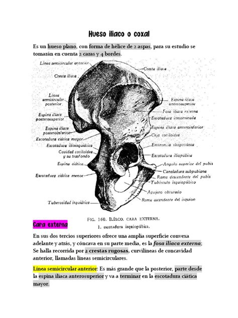 Anatomía Del Hueso Ilíaco Pelvis ósea Ilion Isquion Pubis