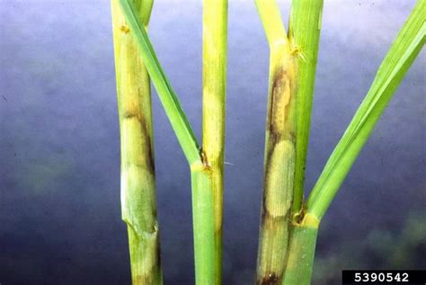 Mancha Das Bainhas Rhizoctonia Oryzae