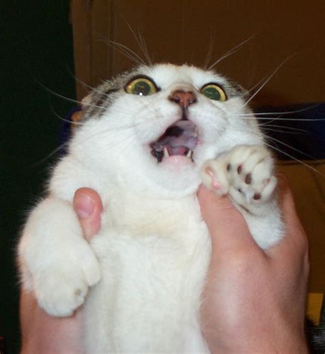 Cat Scared In Womans Arms At Lewis Wooley Blog