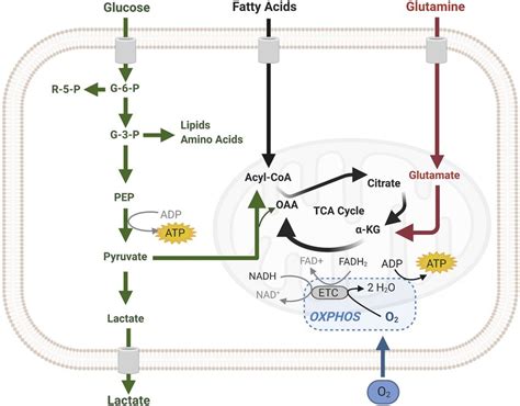 Scheme Of Cellular Atp Synthesis Via An Aerobic Glycolysis In The Download Scientific Diagram