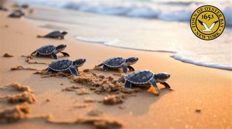 Volunteer Opportunity To Help Terrapin Turtles Survive Town Of Oyster Bay
