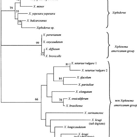 Observed Morphometric Phylogenetic Tree Showing Relationships Between