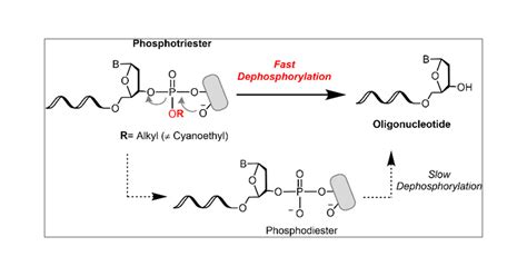 Expansion Of Phosphoramidite Chemistry In Solid Phase Oligonucleotide Synthesis Rapid 3