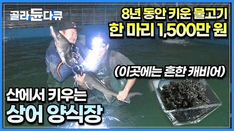 잘 키운 물고기 한 마리가 무려 1500만원을 호가한다는 특별한 양식장│바다가 아닌 지리산 철갑상어 캐비어 수확하는 과정│극한직업│골라듄다큐 Youtube