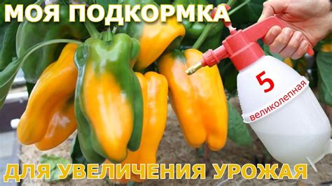 Эта подкормка увеличит ваш урожай в 2 раза - YouTube