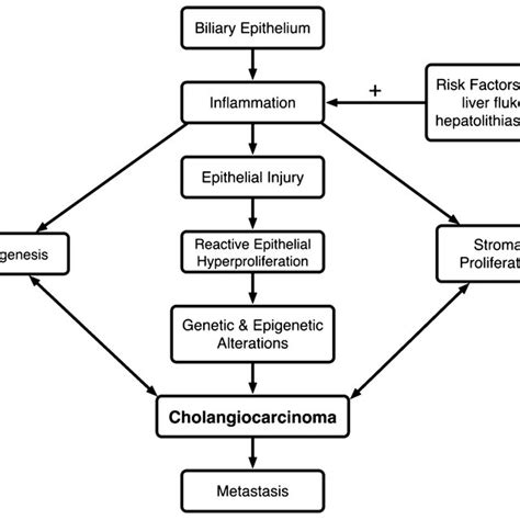 Anatomic Classification Of Cholangiocarcinoma Cc Ccs Are Classified