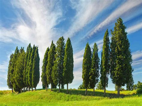 10 Fast Growing Evergreen Trees That Will Be Tall Before You Know It