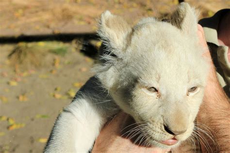 White Lion Cubs Wallpaper