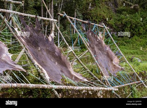 Stretched Buffalo Hide Hi Res Stock Photography And Images Alamy