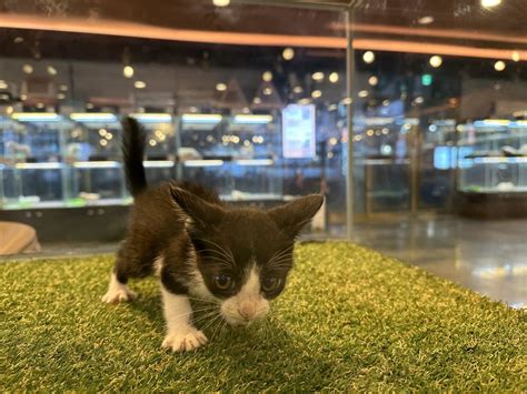 코리안숏헤어 토리 사모예드특징 스피츠특징 시바견특징 시베리안허스키특징 시츄특징 요크셔테리어특징 웰시코기특징 이탈리아그레이하운드특징 치와와특징 코카스파니엘특징 폼스키특징 폼치