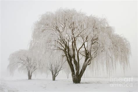 Willow Trees In Winter By Stevegeer