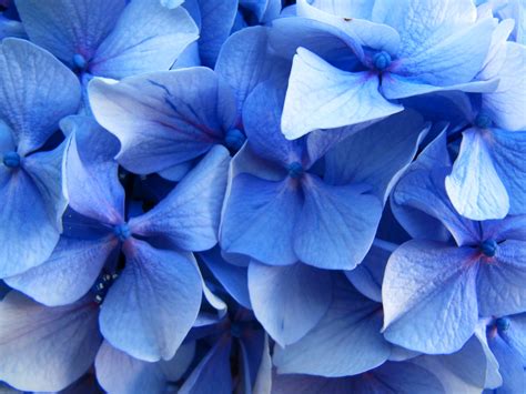 Most Beautiful Blue Flowers In The World