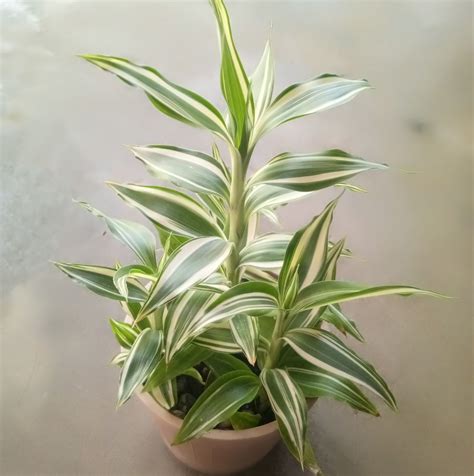 အပင္မ်ားအေႀကာင္းနွင့္ေဆးဖက္ဝင္ပံုမ်ားစုဆည္းမူ့