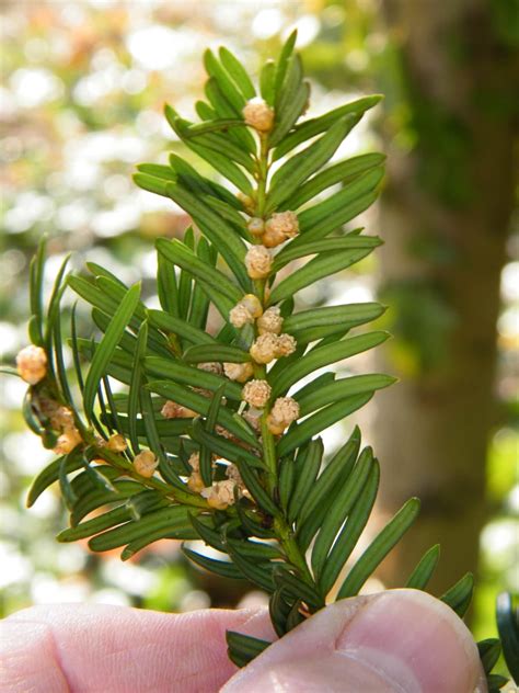 Yew Tree Taxus Baccata Species Information Page