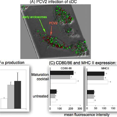 Importance Of Pdc For Cdc Maturation Events A Comparison Of Download High Resolution
