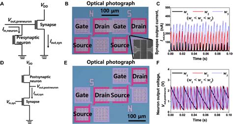 Cointegrated Single Transistor Neuron And Synapse A Circuit Diagram Download Scientific