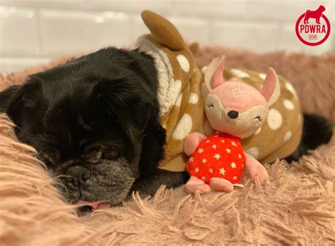 Rebekahs Story Adopting Mabel And Pixie The Pug Dog Welfare