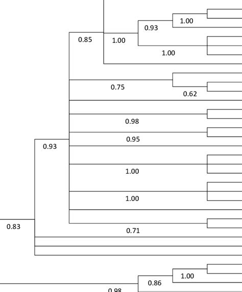 Fifty Percent Majority Rule Consensus Tree Produced From Bayesian Download Scientific Diagram