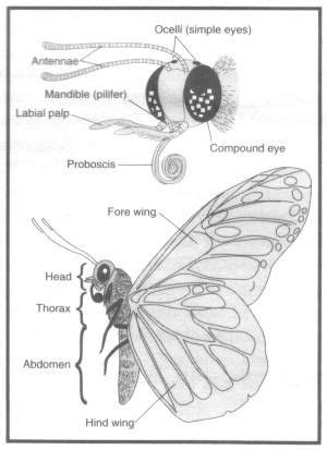 Moth Anatomy Life Cycle Diagram Artofit