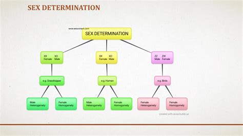 Principles Of Inheritance Class Xii Biology Part I Pdf Gardening Home And Garden