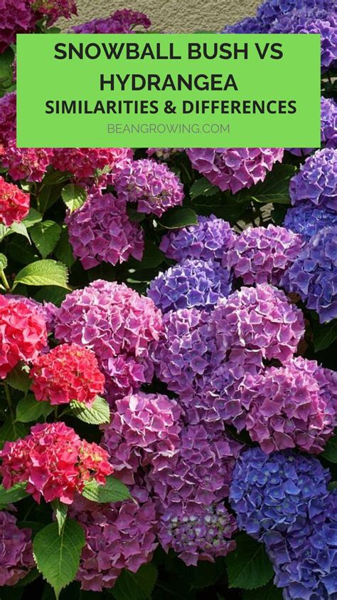 Snowball Bush Vs Hydrangea Similarities And Differences Hydrangea